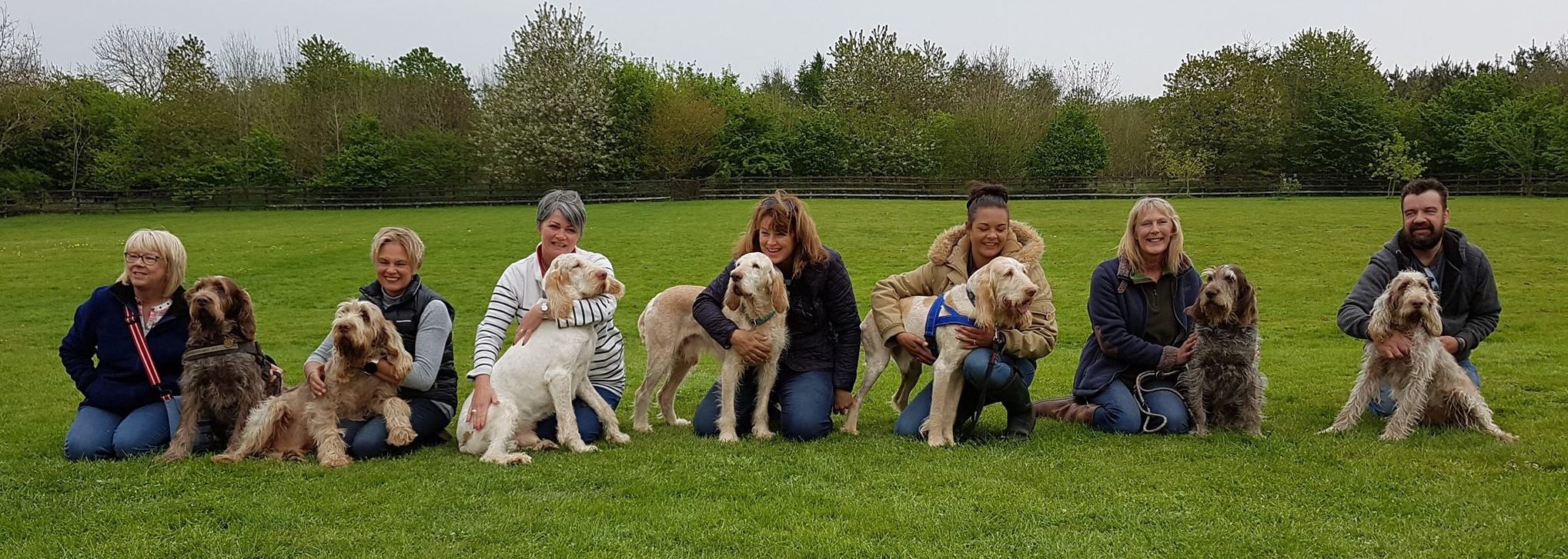 Spinone Overseas For Adoption – Spinone Overseas For Adoption (SOFA) is ...